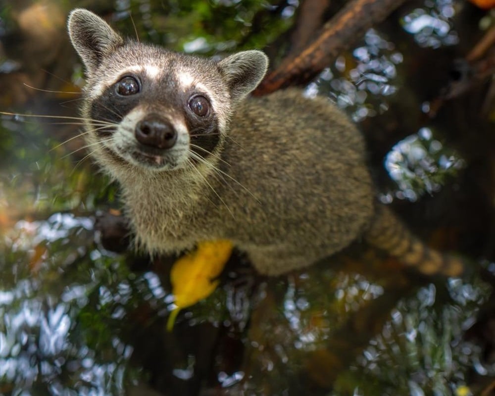 Manglares, mapaches y snorkeling | Happy Travel Cartagena